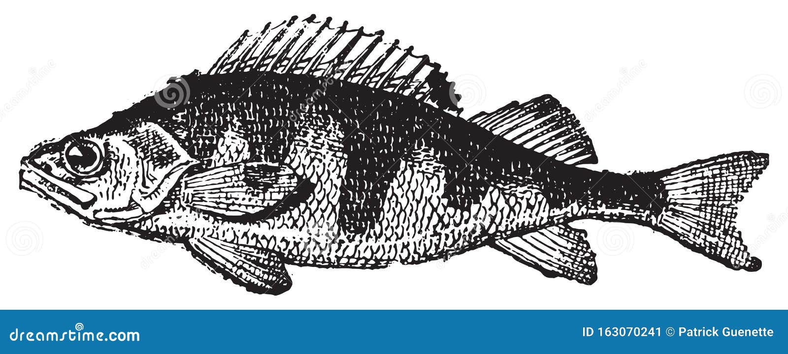 Perch, vintage engraving stock vector. Illustration of vector - 163070241