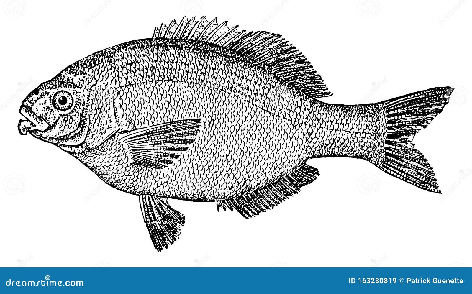 Perch, Vintage Illustration Stock Vector - Illustration of line ...