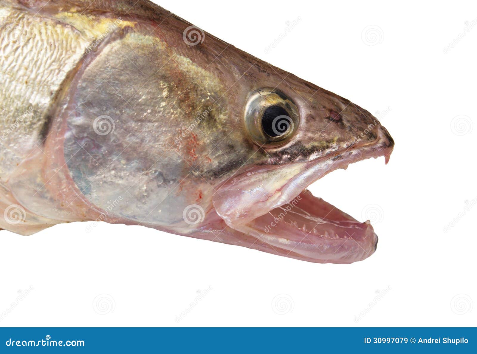 Perch stock image. Image of full, wildlife, trophy, river - 30997079