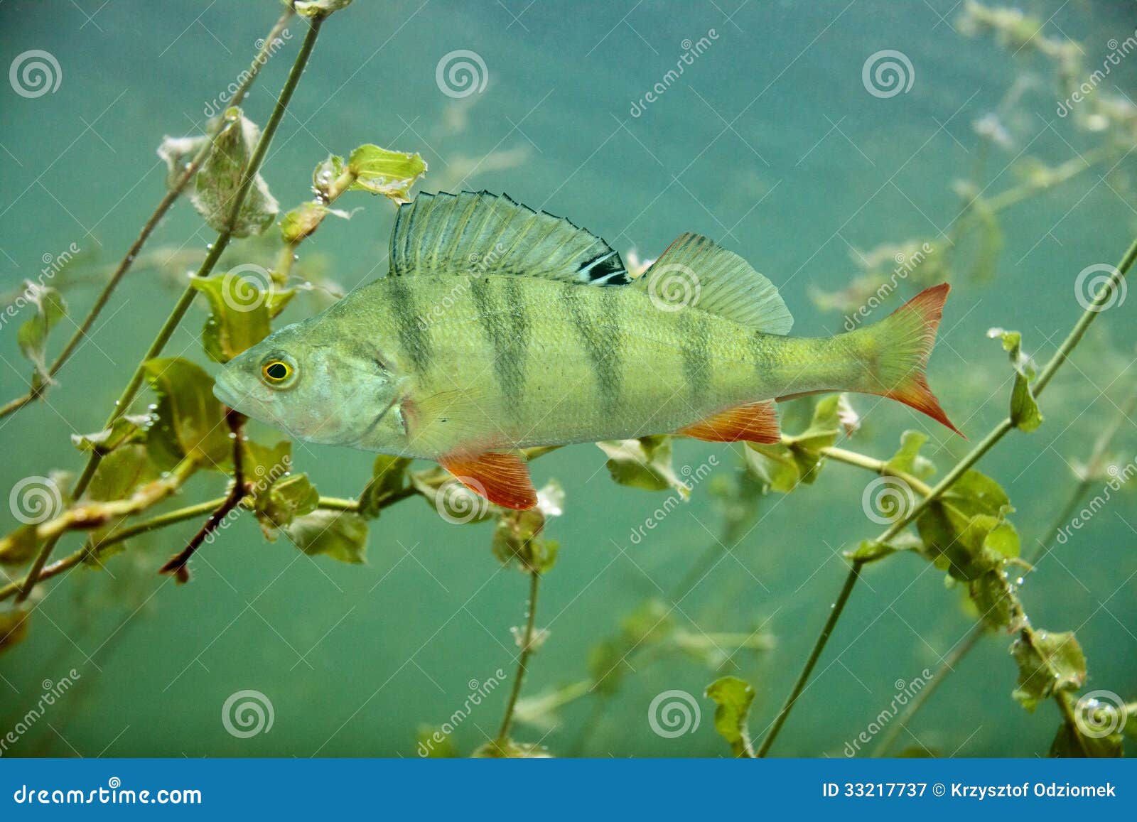 Perche image stock. Image du freshwater, poissons, centrale - 33217737