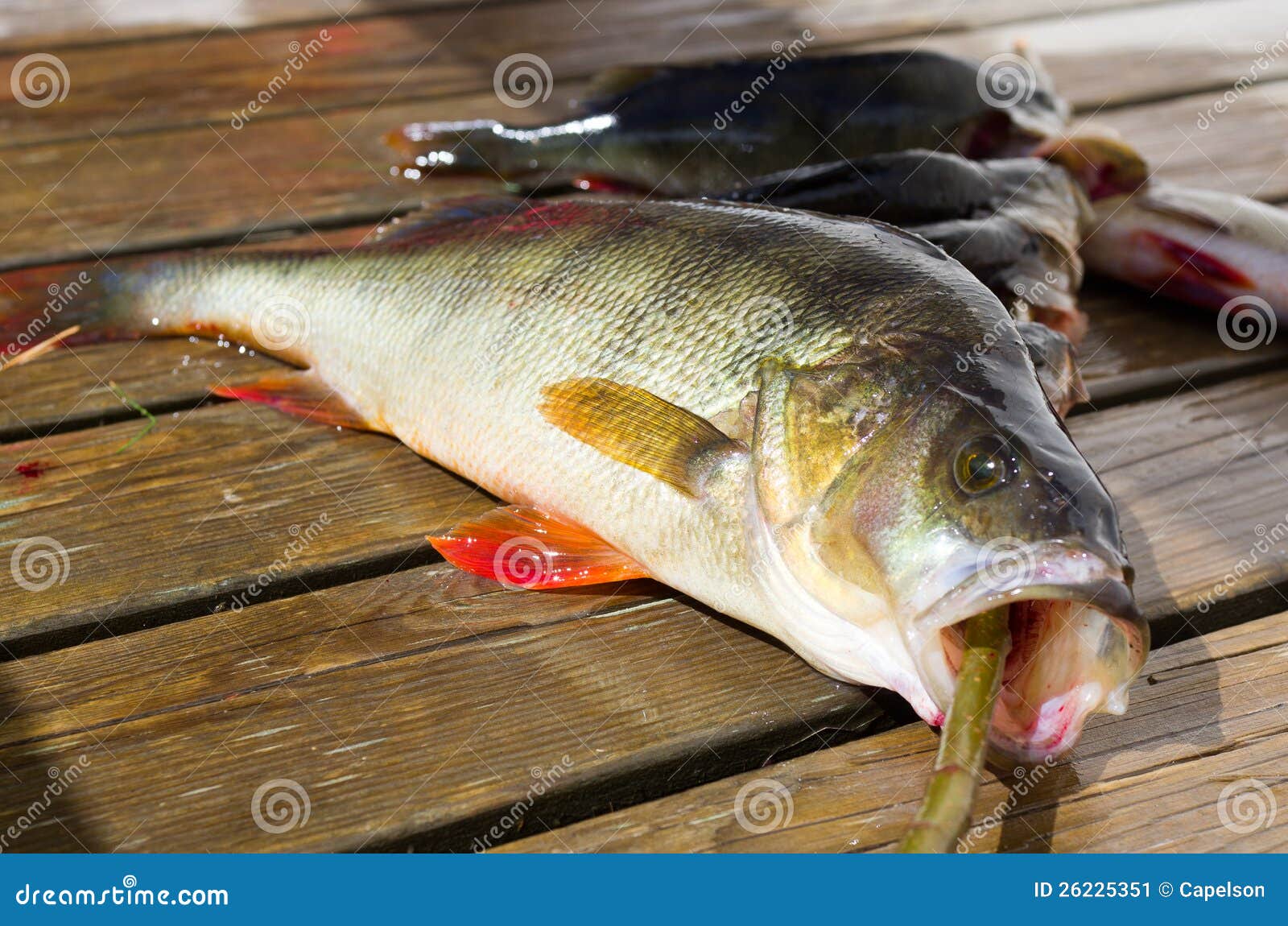Perche de poissons image stock. Image du poissons, normal - 26225351
