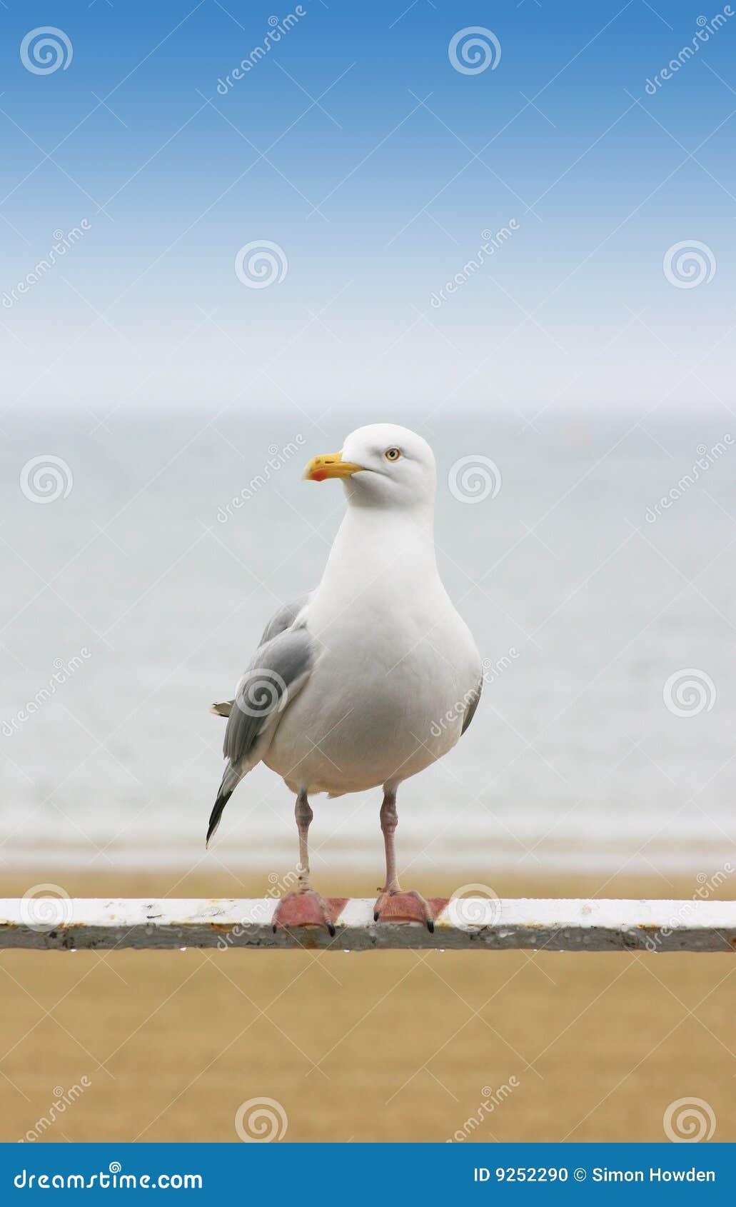 Perched stock photo. Image of railing, perched, seagul - 9252290