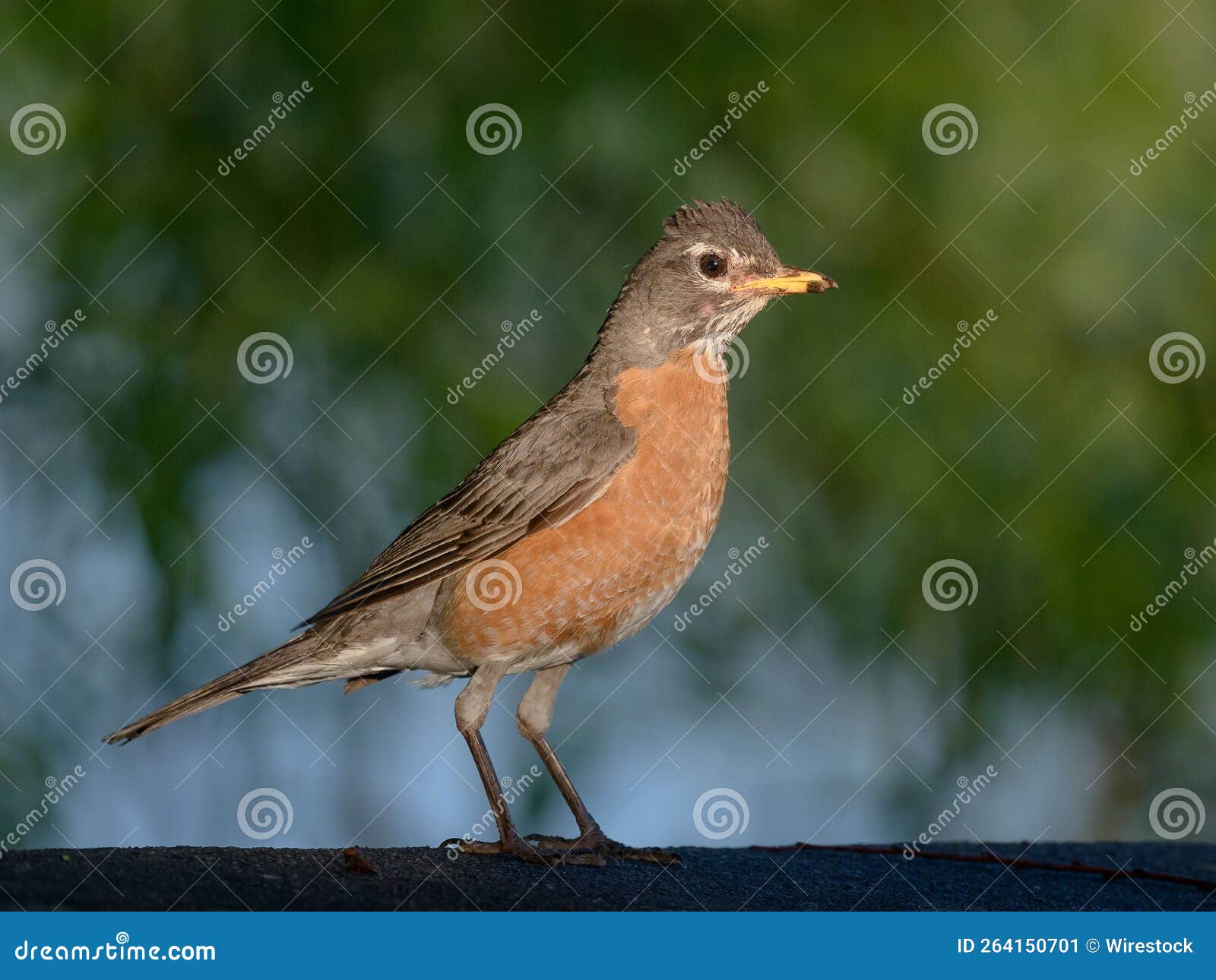 Perched American Robin stock image. Image of avian, galena - 264150701