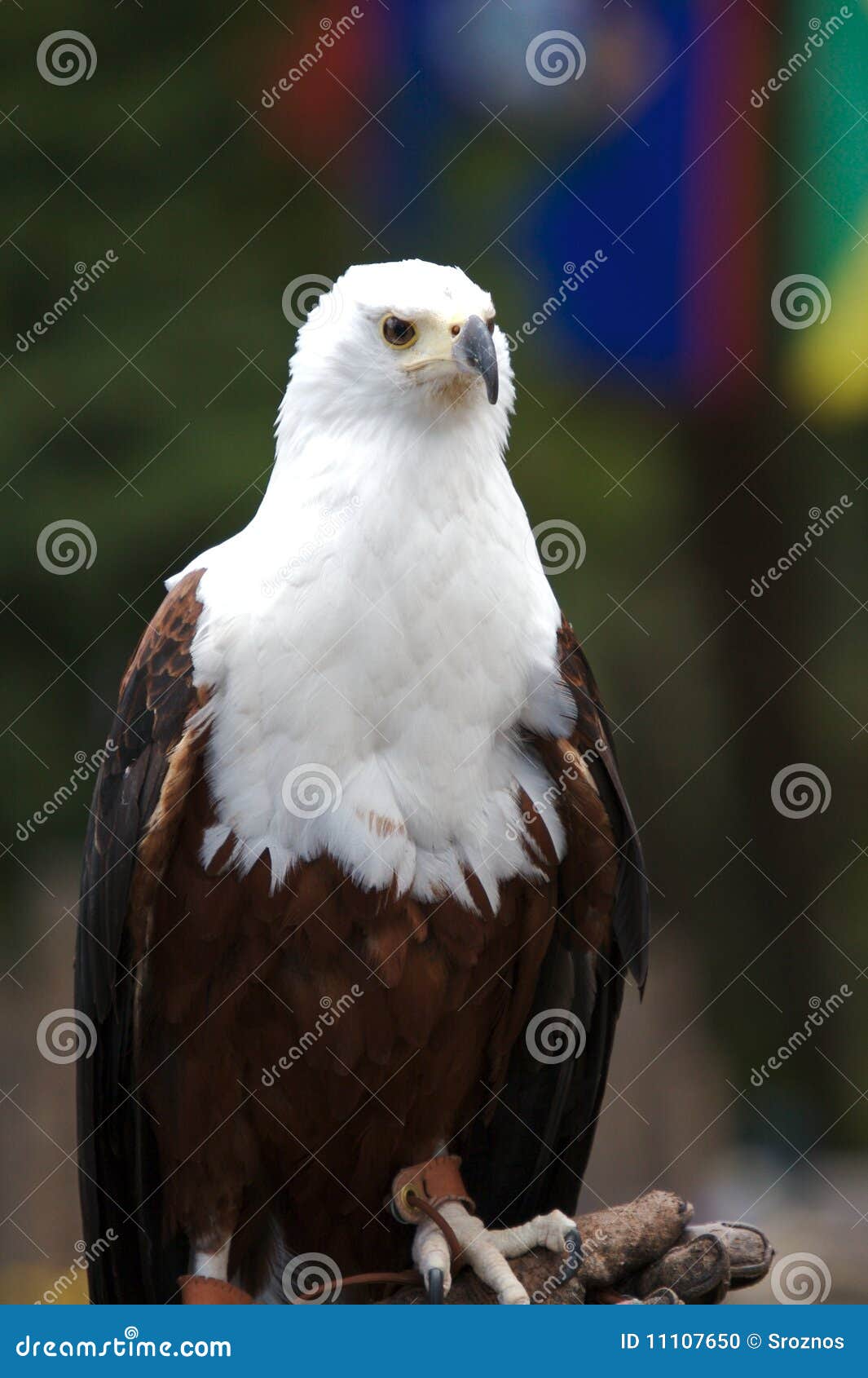 Perched Bald Eagle stock photo. Image of hunting, wild - 11107650