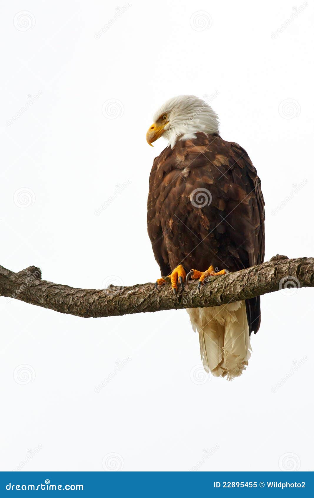 Perched Bald Eagle stock image. Image of white, perched - 22895455