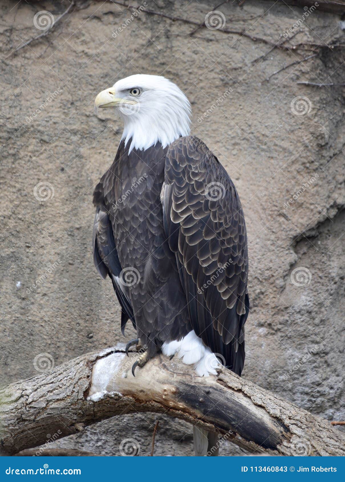 Perched Bald Eagle stock image. Image of contiguous - 113460843