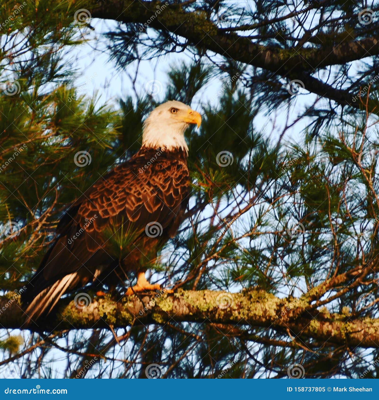Perched Bald Eagle stock image. Image of perched, young - 158737805