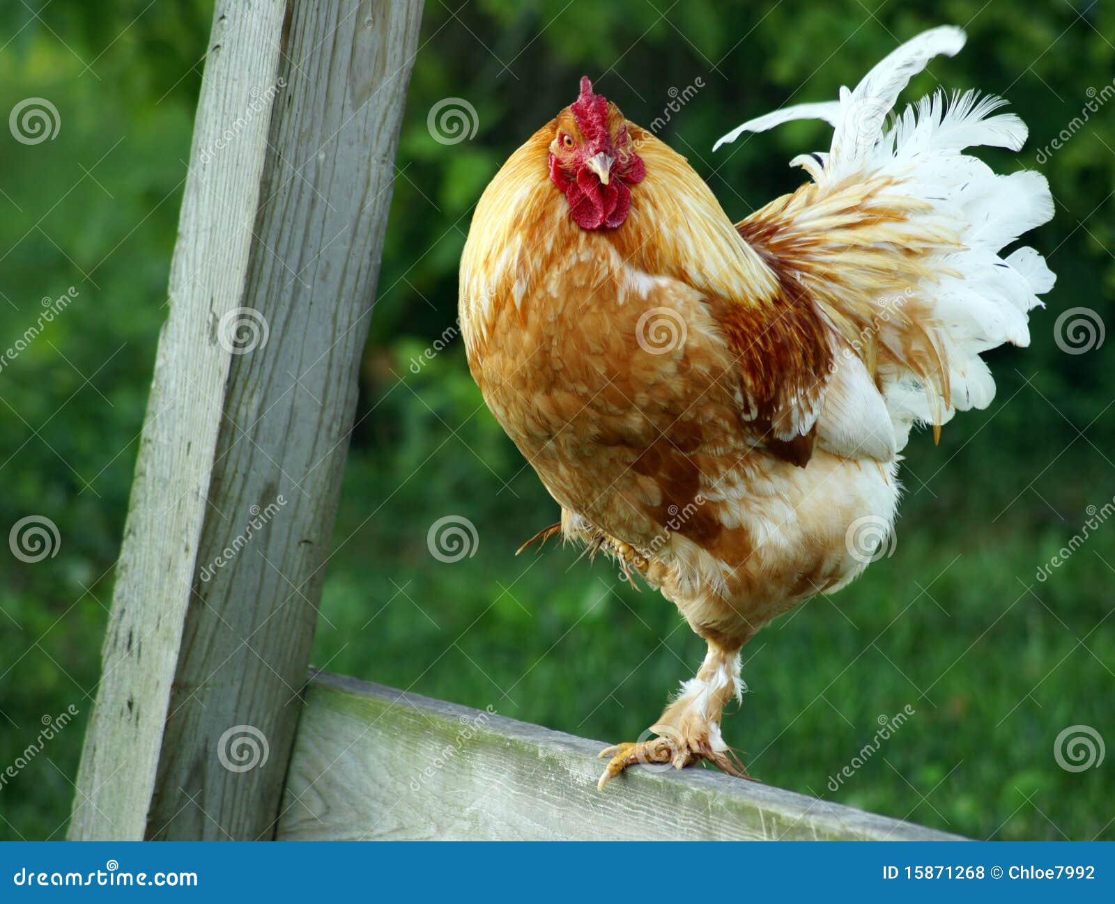 Perched Banty Rooster stock photo. Image of farm, crow - 15871268