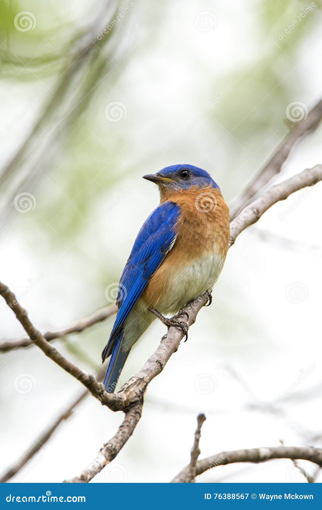Perched blue bird stock image. Image of billed, background - 76388567