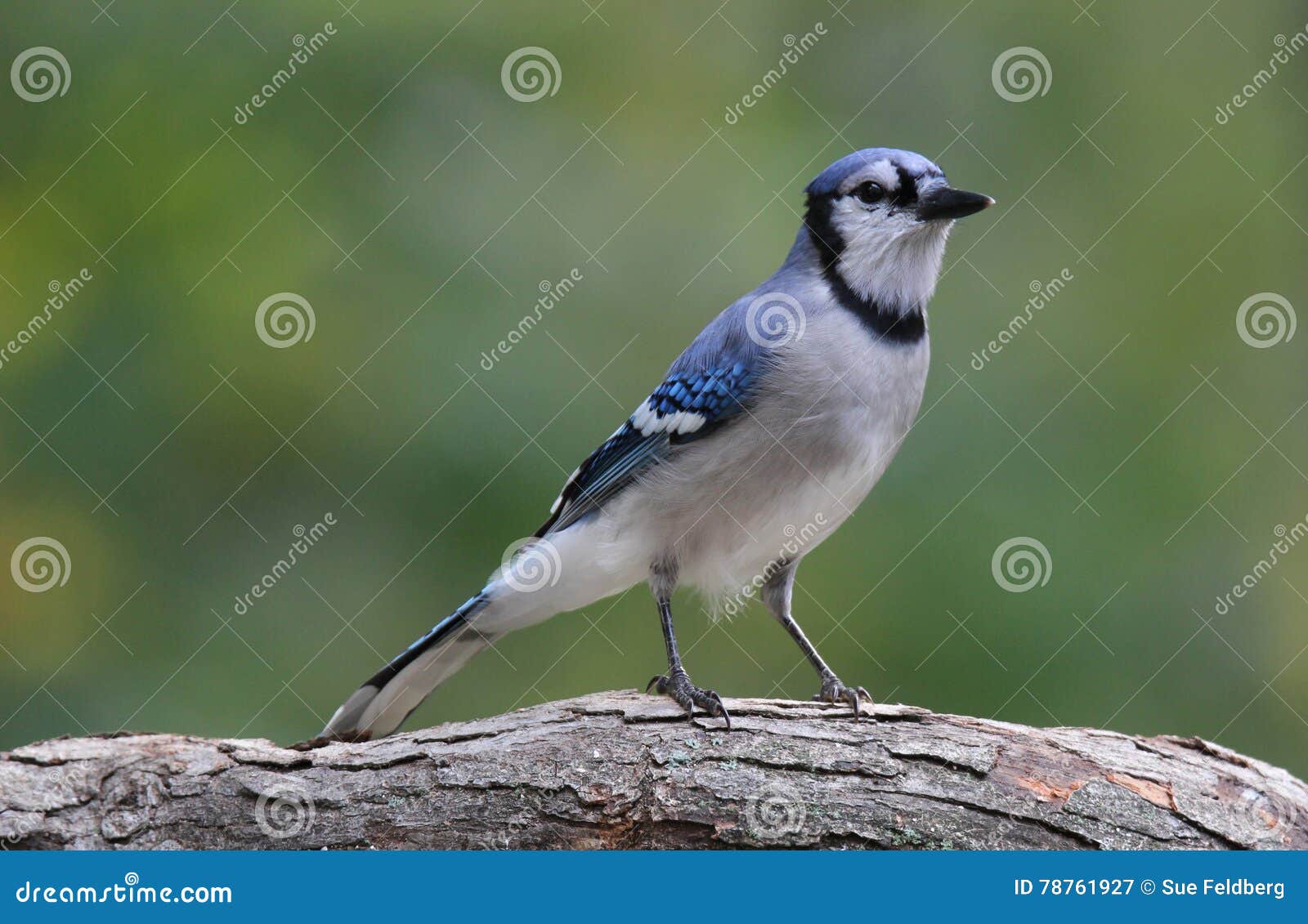 Perched Blue Jay stock image. Image of nature, cyanocitta - 78761927