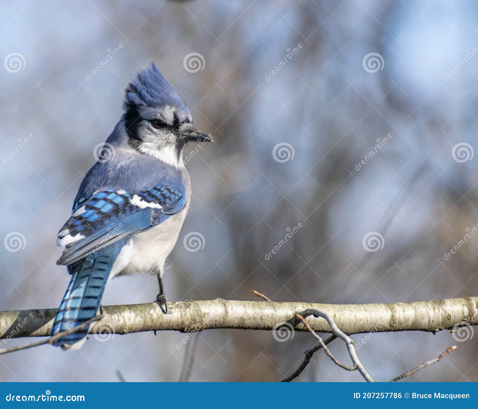 Perched Blue Jay stock photo. Image of nature, ornithology - 207257786