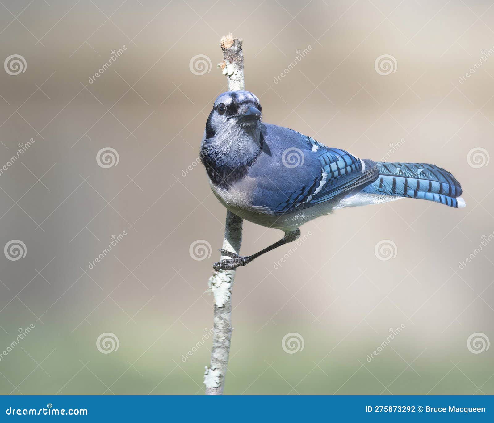 Perched Blue Jay stock photo. Image of birding, tree - 275873292