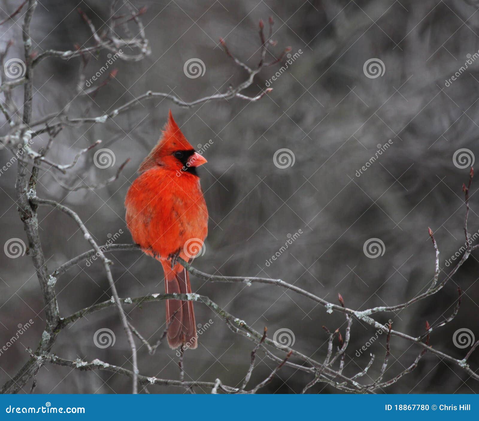 Perched Cardinal stock photo. Image of canada, common - 18867780