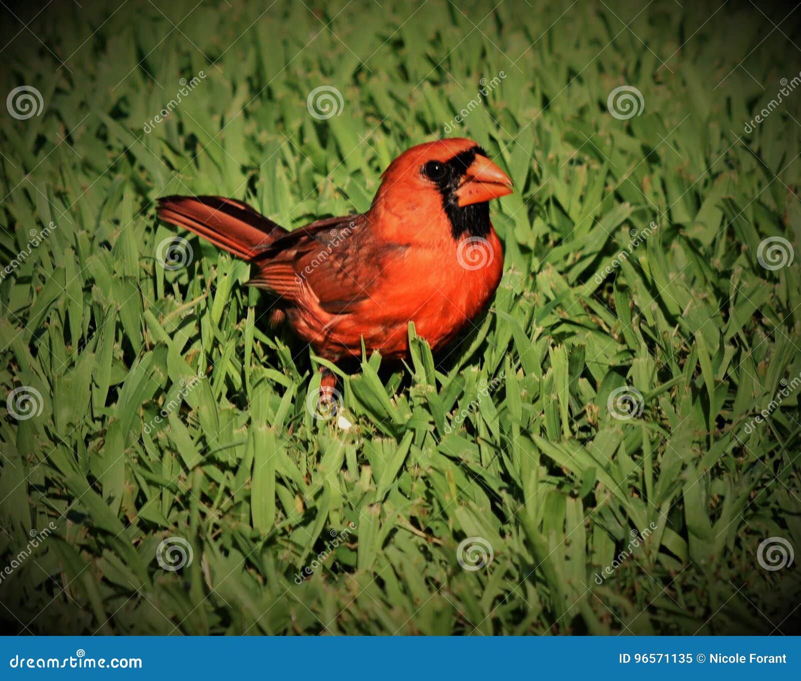 Perched Cardinal stock image. Image of grass, bird, cardinal - 96571135