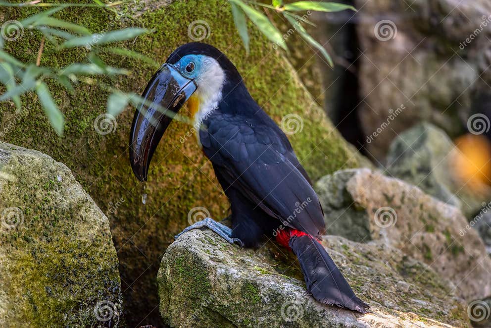 Perched Channel-billed Toucan Stock Photo - Image of perching, zoology ...