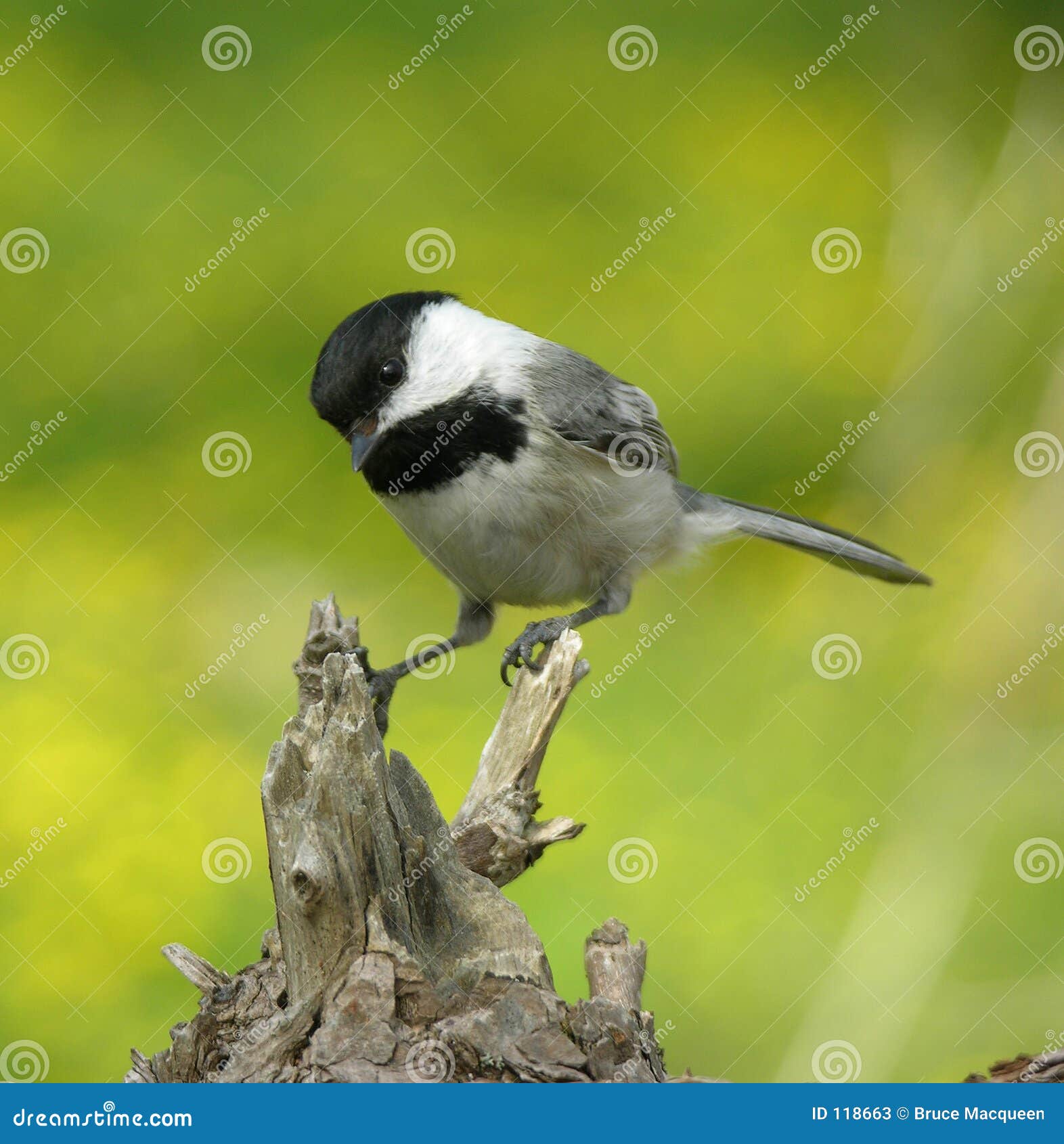Perched Chickadee 2 stock image. Image of parks, outdoors - 118663