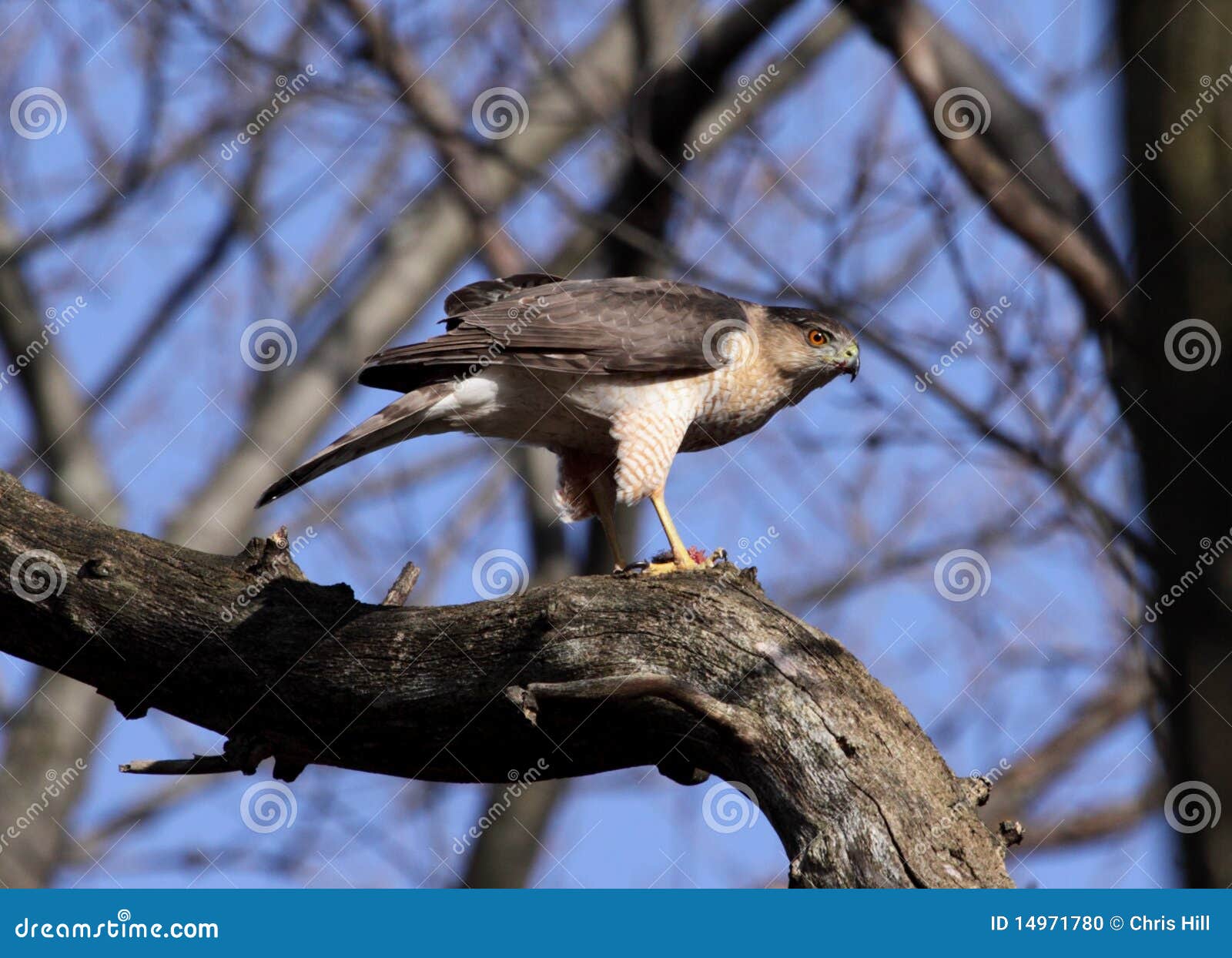 Perched Cooper s Hawk stock photo. Image of ontario, talon - 14971780