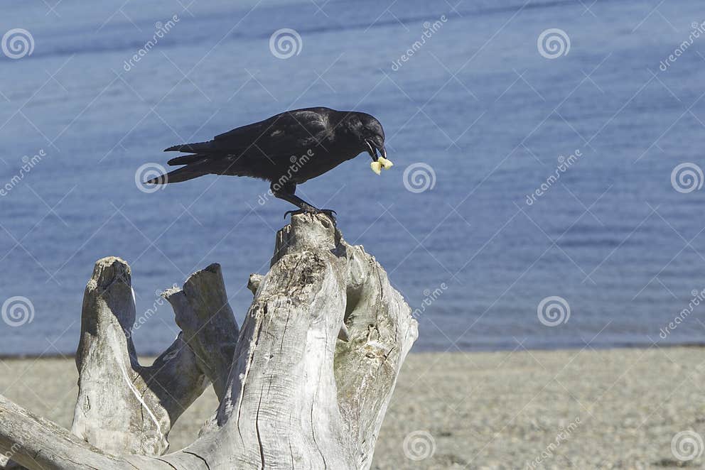 Perched crow on a log. stock image. Image of eating, cracker - 42548245