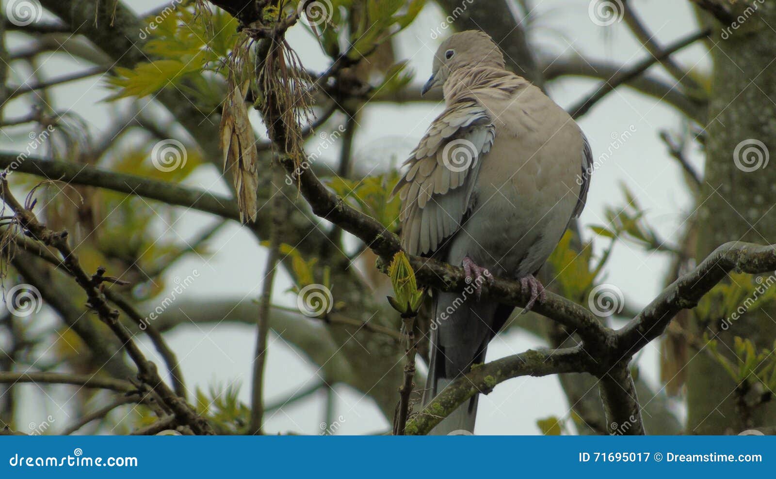Perched Dove stock image. Image of beak, feathers, spring - 71695017