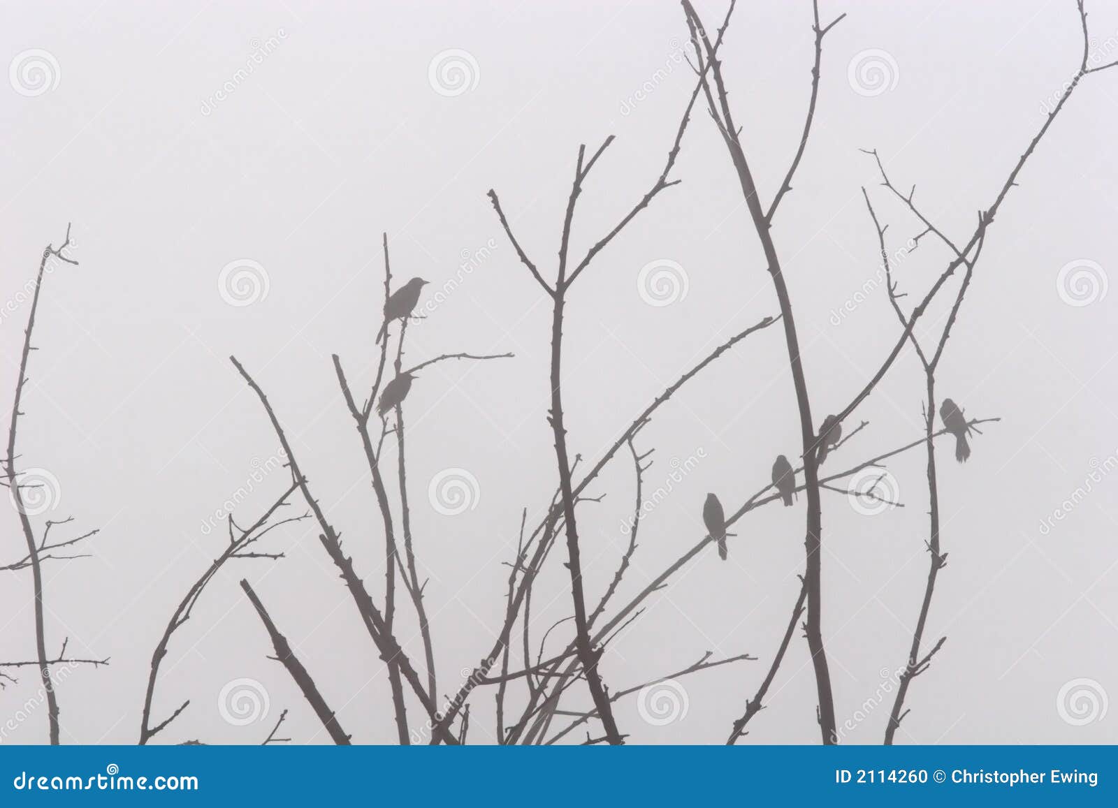 Perched in the Fog stock photo. Image of perching, branch - 2114260