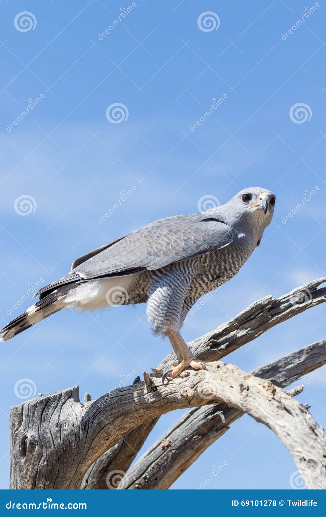 Perched Gray Hawk stock photo. Image of hawk, hunter - 69101278