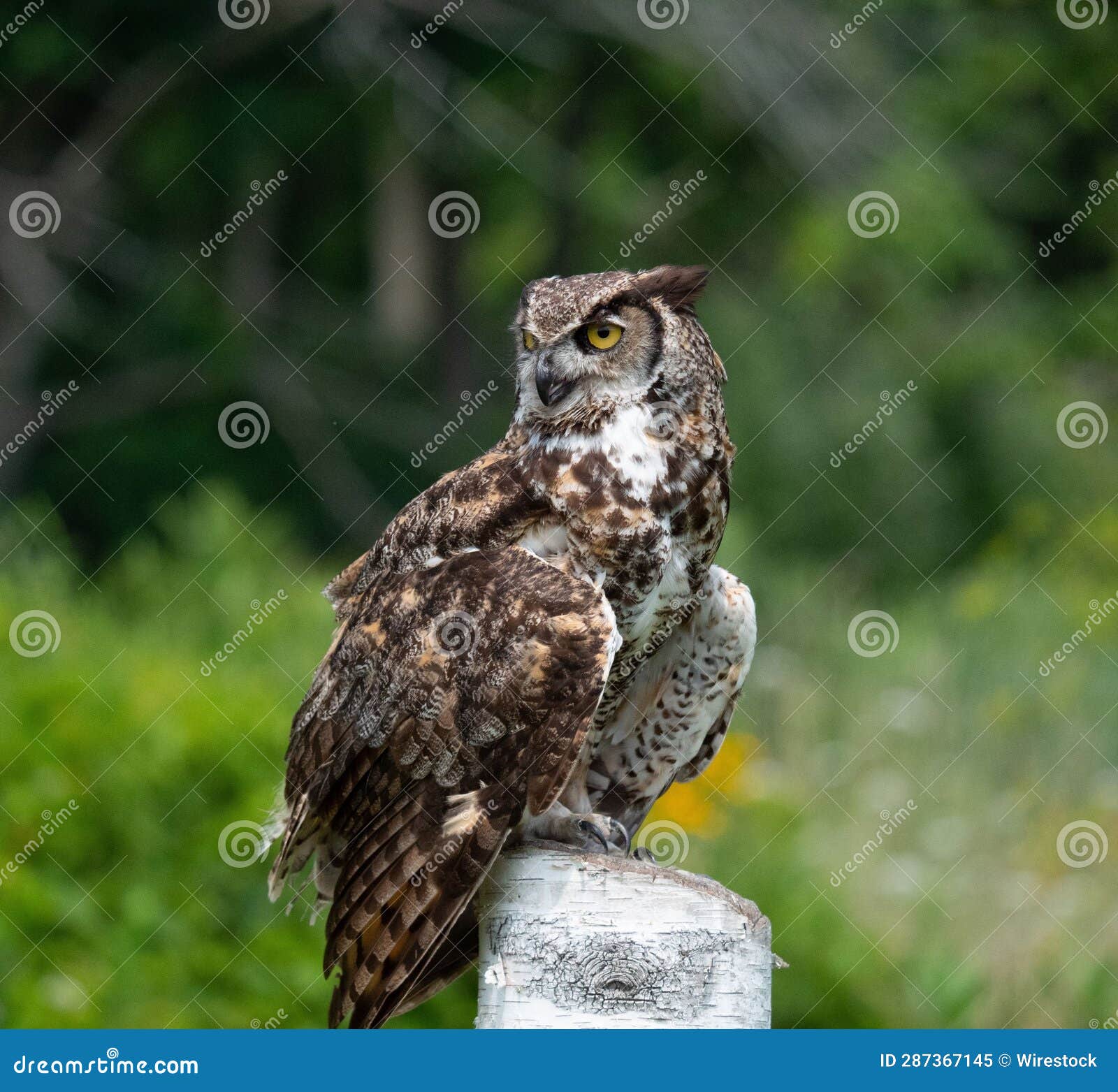 Perched Great-Horned Owl, on a Stump Stock Image - Image of wings ...