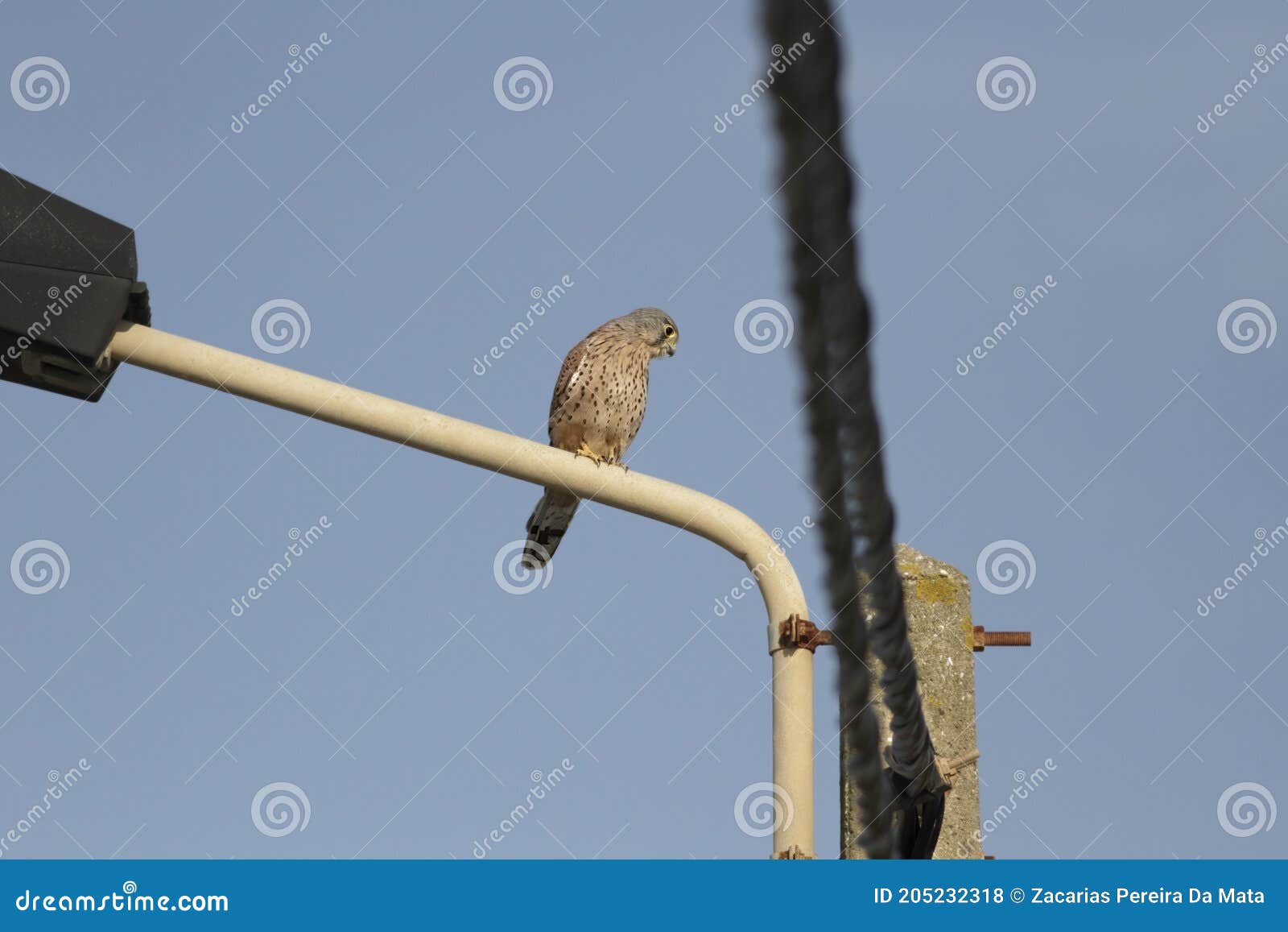 Perched Hawk Watching for Prey Stock Photo - Image of ornithology ...