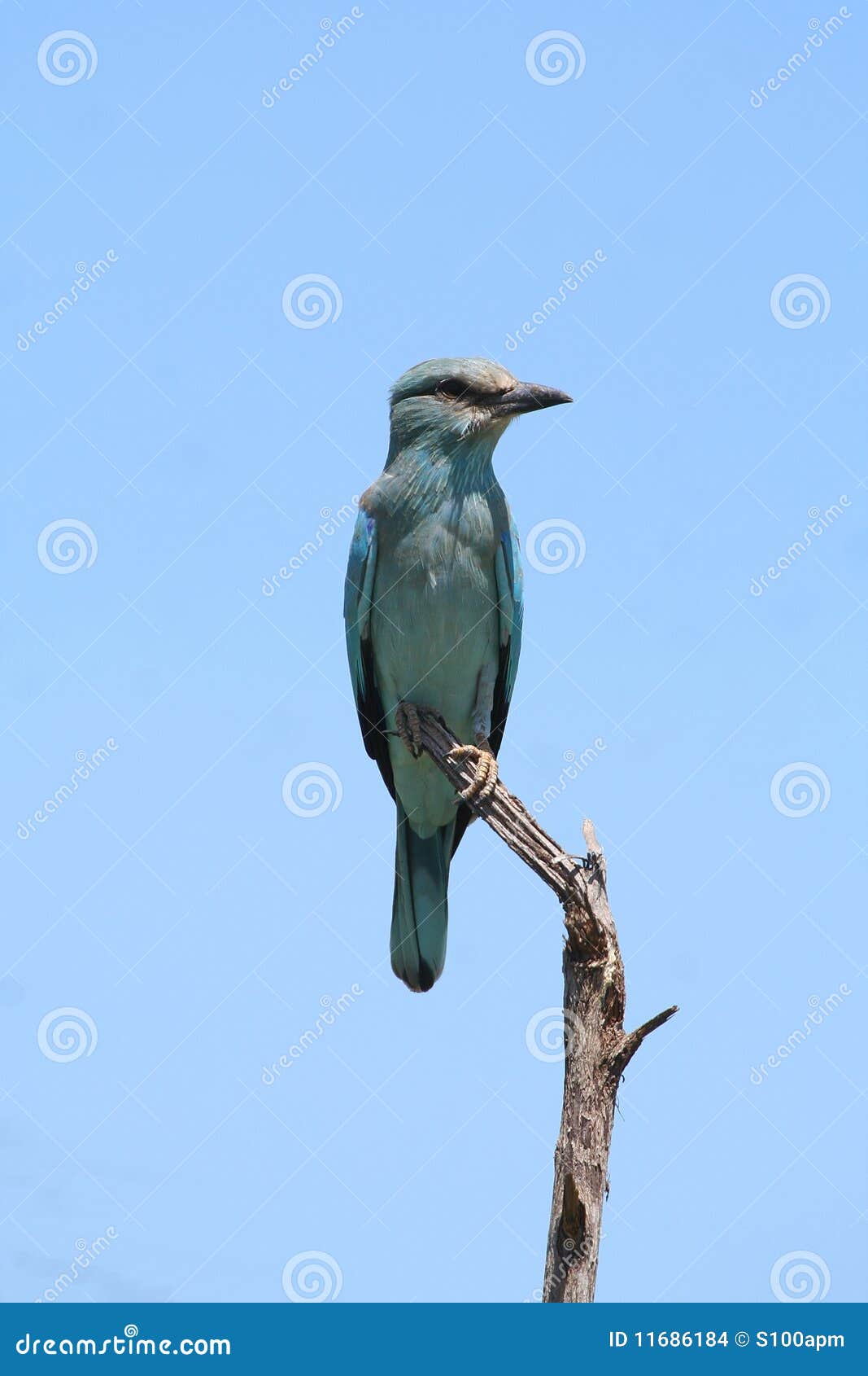 Perched on his perch stock photo. Image of feather, hunt - 11686184