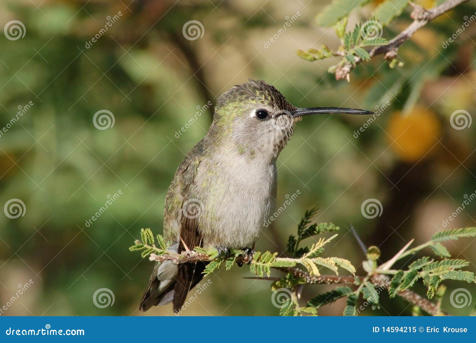 Perched Hummingbird stock image. Image of sitting, costa - 14594215