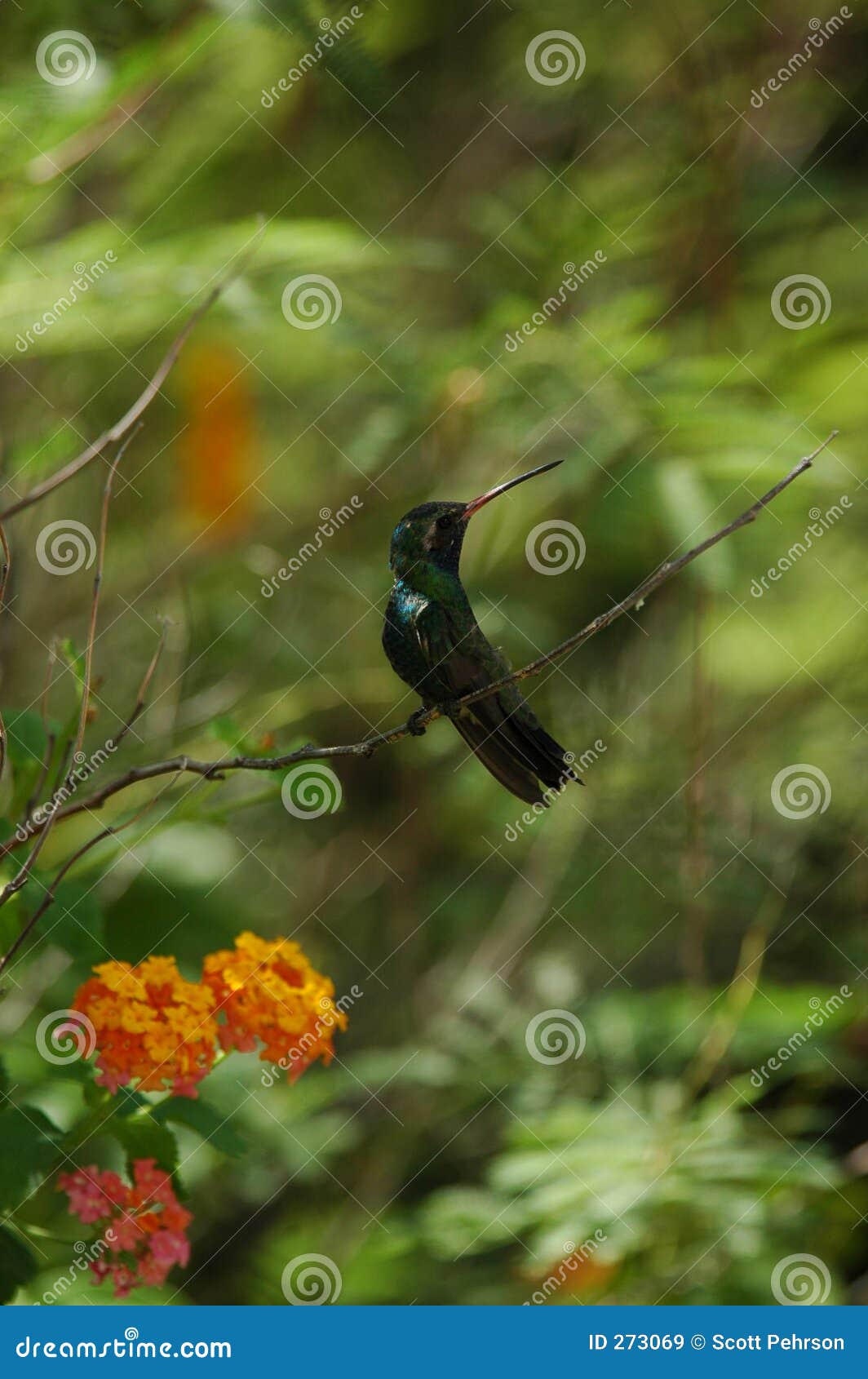 Perched hummingbird stock image. Image of nature, green - 273069
