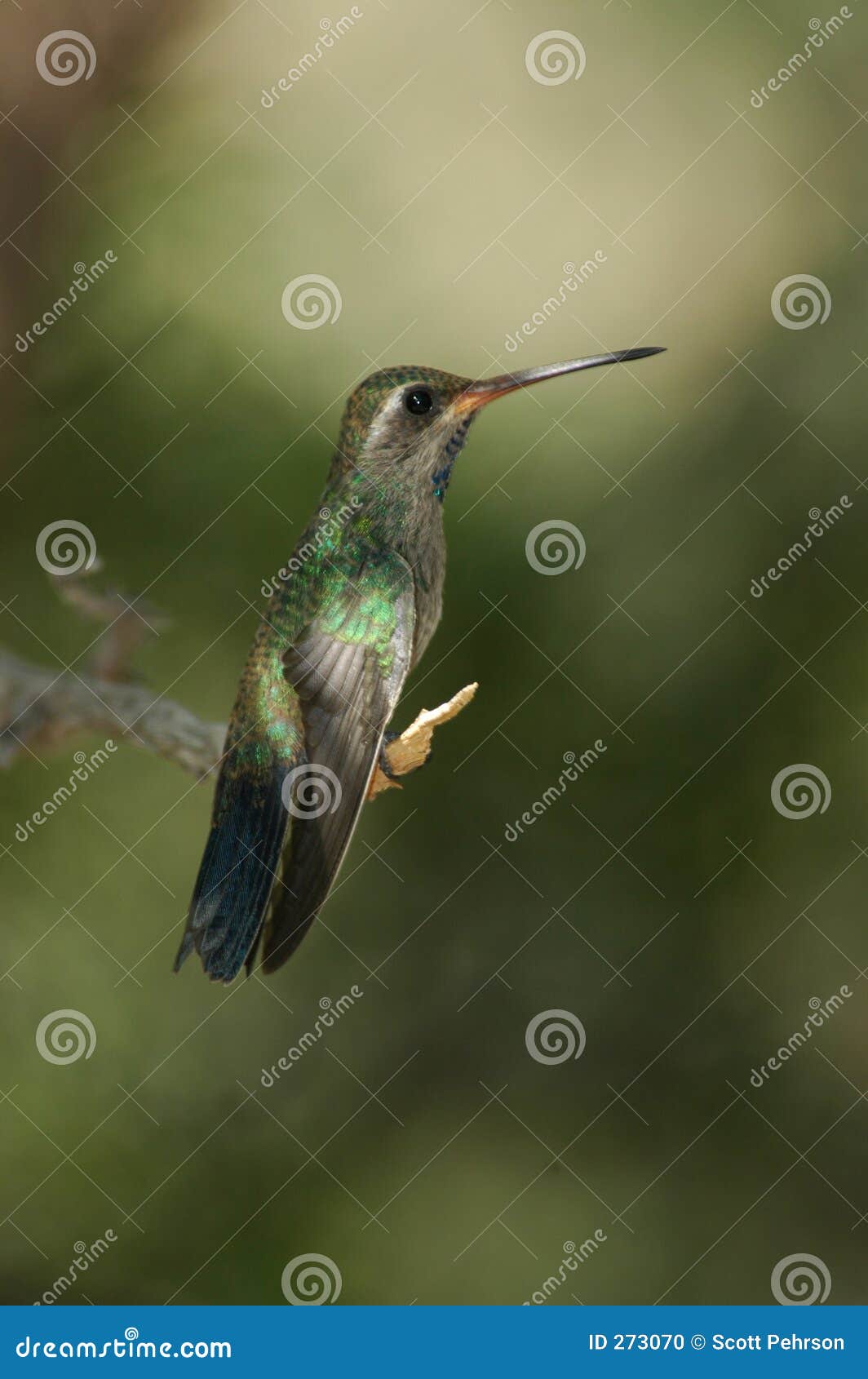 Perched Hummingbird Picture. Image: 273070