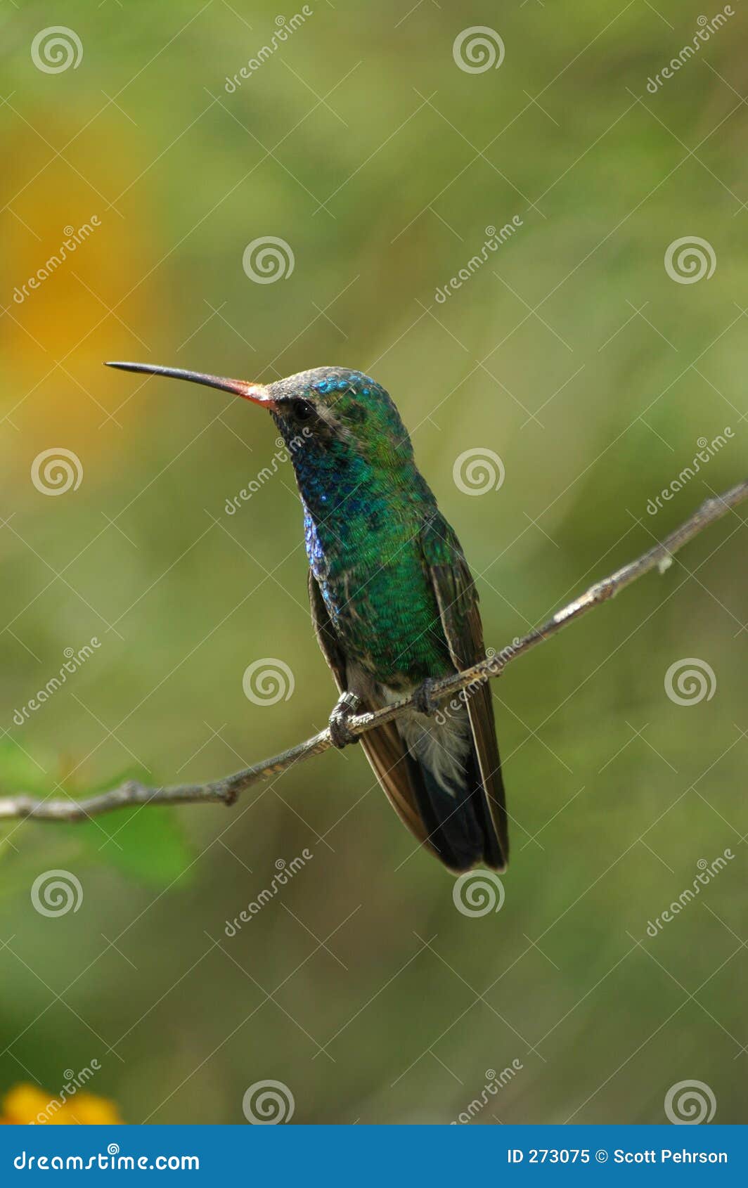 Perched hummingbird stock image. Image of wildlife, tiny - 273075