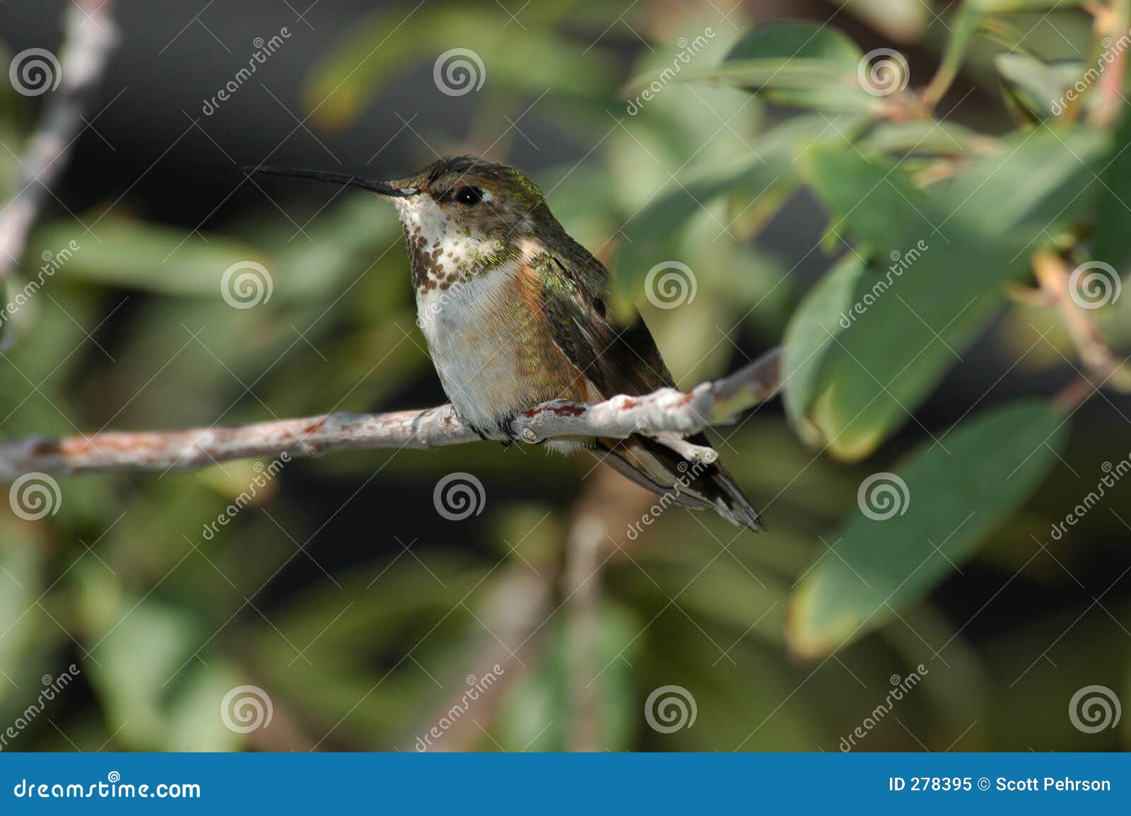 Perched hummingbird stock image. Image of beautiful, hummingbird - 278395