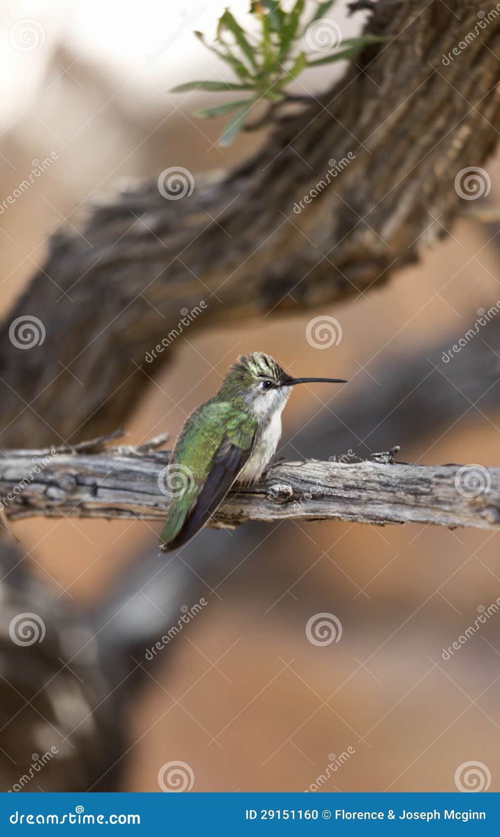 Perched Hummingbird stock photo. Image of green, arizona - 29151160