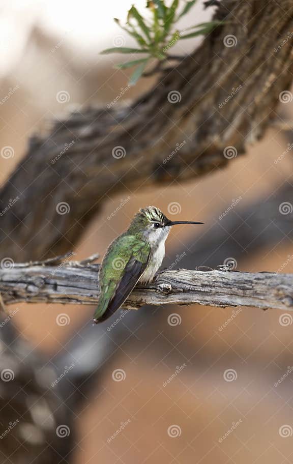 Perched Hummingbird stock photo. Image of green, arizona - 29151160