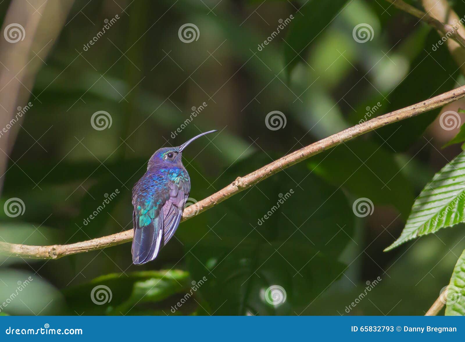 Perched Hummingbird stock image. Image of forested, costa - 65832793