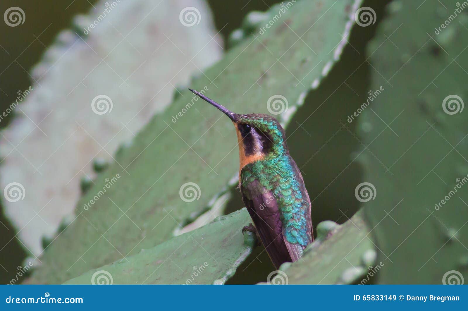 Perched Hummingbird stock image. Image of areas, costa - 65833149