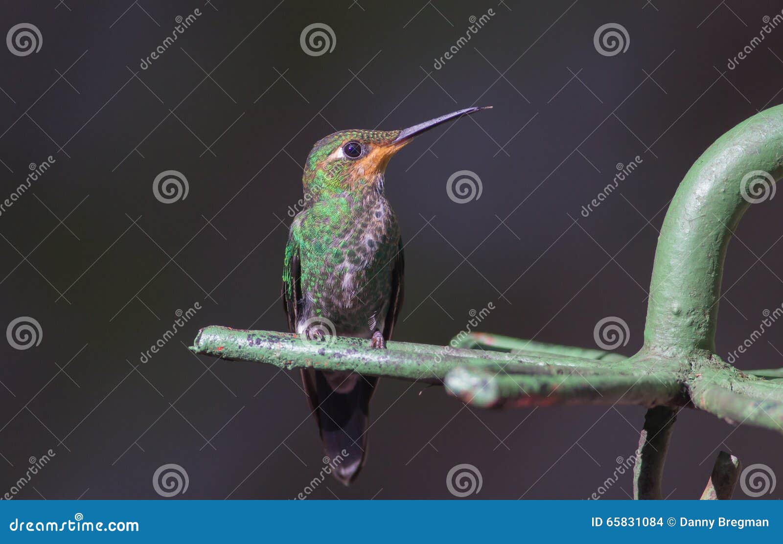 Perched Hummingbird stock photo. Image of mexico, nature - 65831084