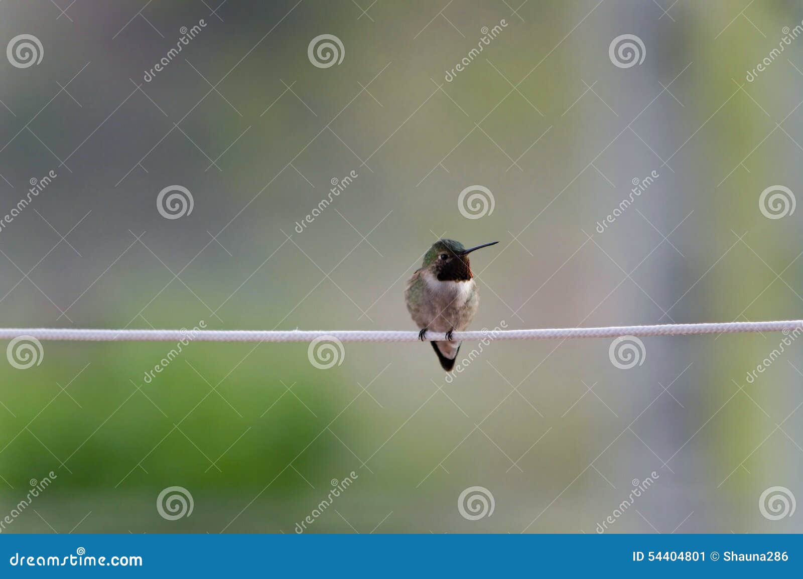 Perched Hummingbird stock image. Image of perch, delicate - 54404801