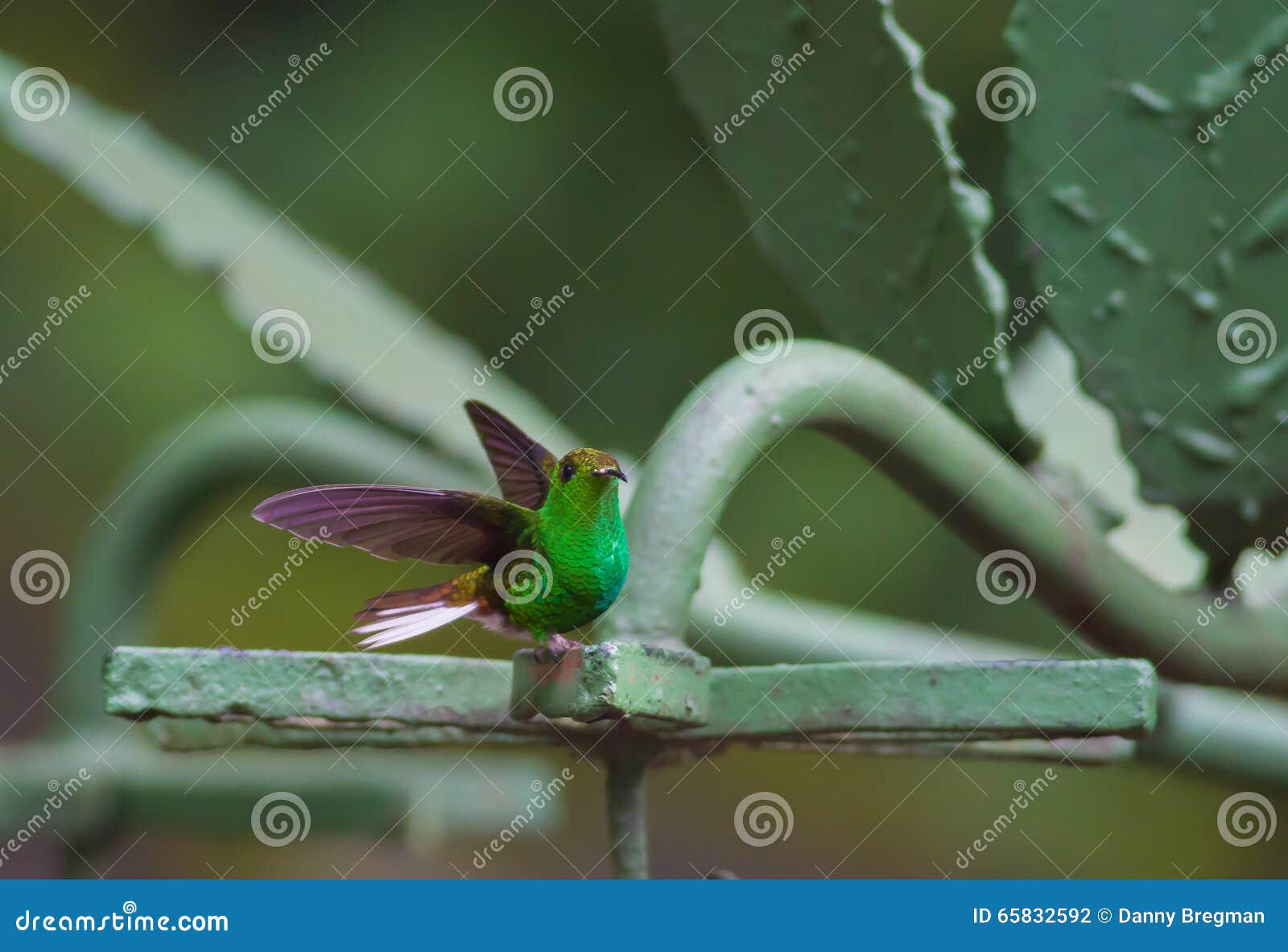 Perched Hummingbird stock photo. Image of hummingbirds - 65832592