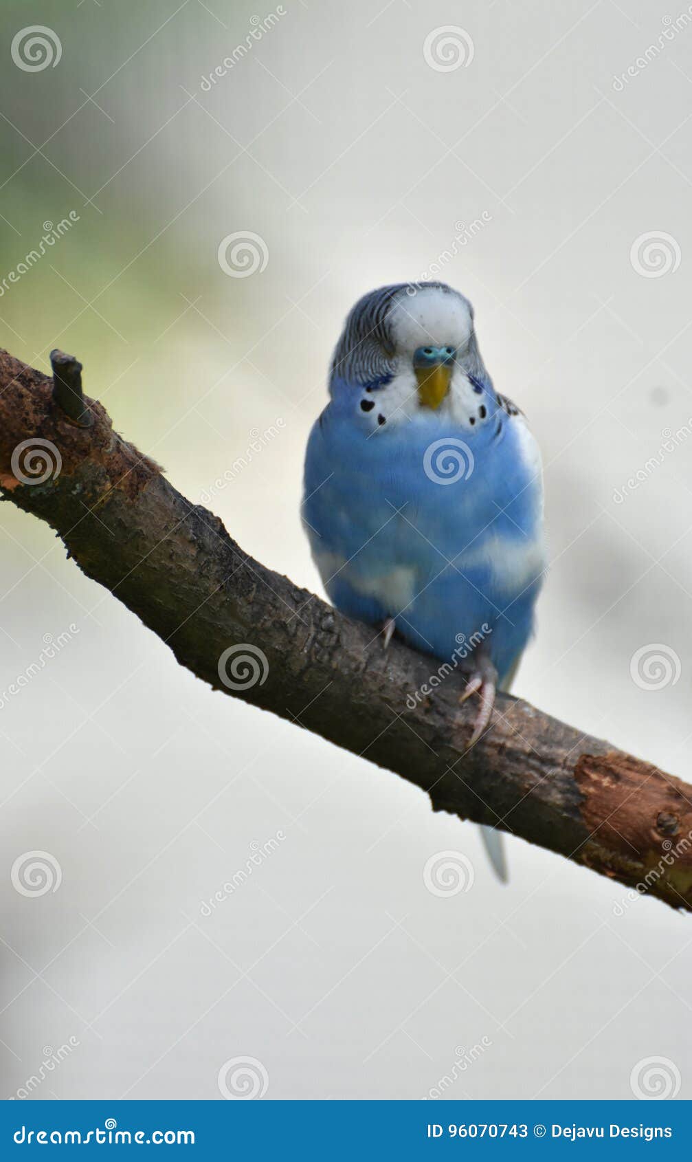 Perched Light Blue Parakeet on a Tree Branch Stock Image - Image of ...