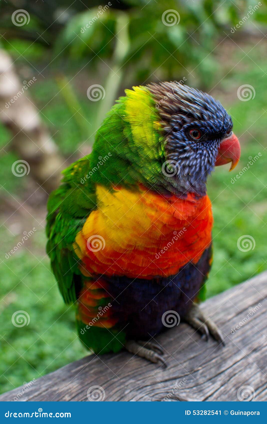 Perched Lorikeet parrot stock image. Image of tropical - 53282541