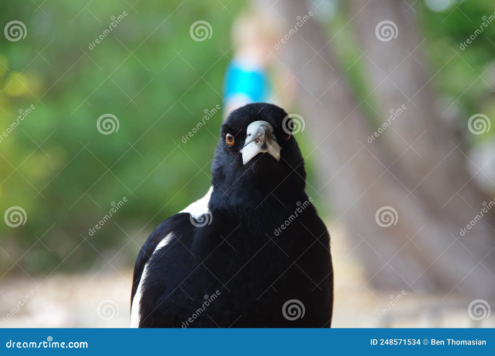 A perched magpie stock photo. Image of magpie, australia - 248571534