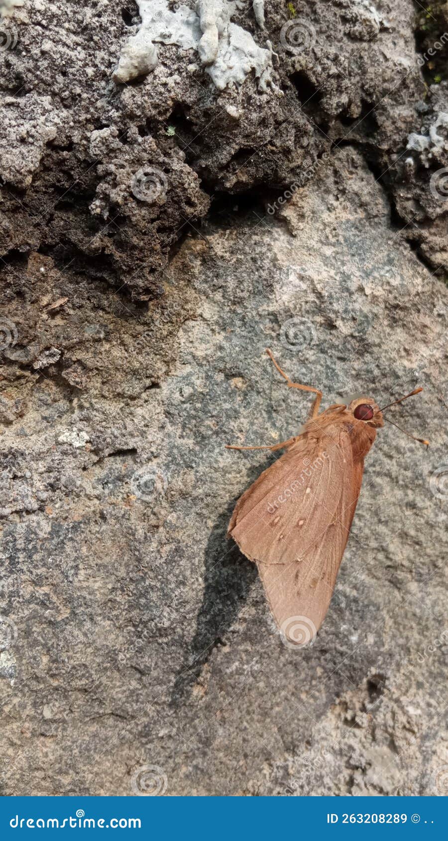 Perched Moth on the Stone Wall Stock Image - Image of insect, wall ...