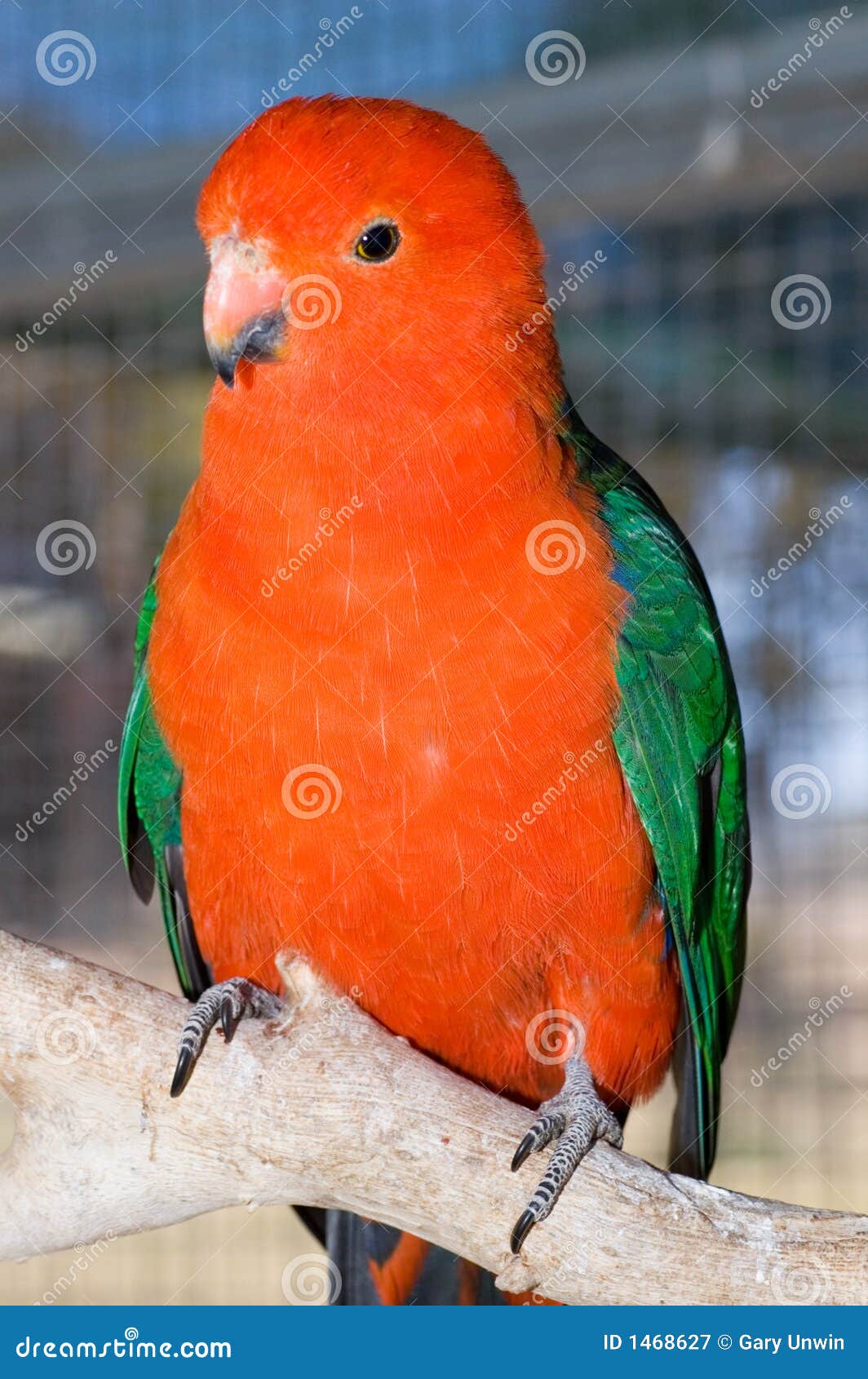 Perched Orange Parrot stock image. Image of australian - 1468627