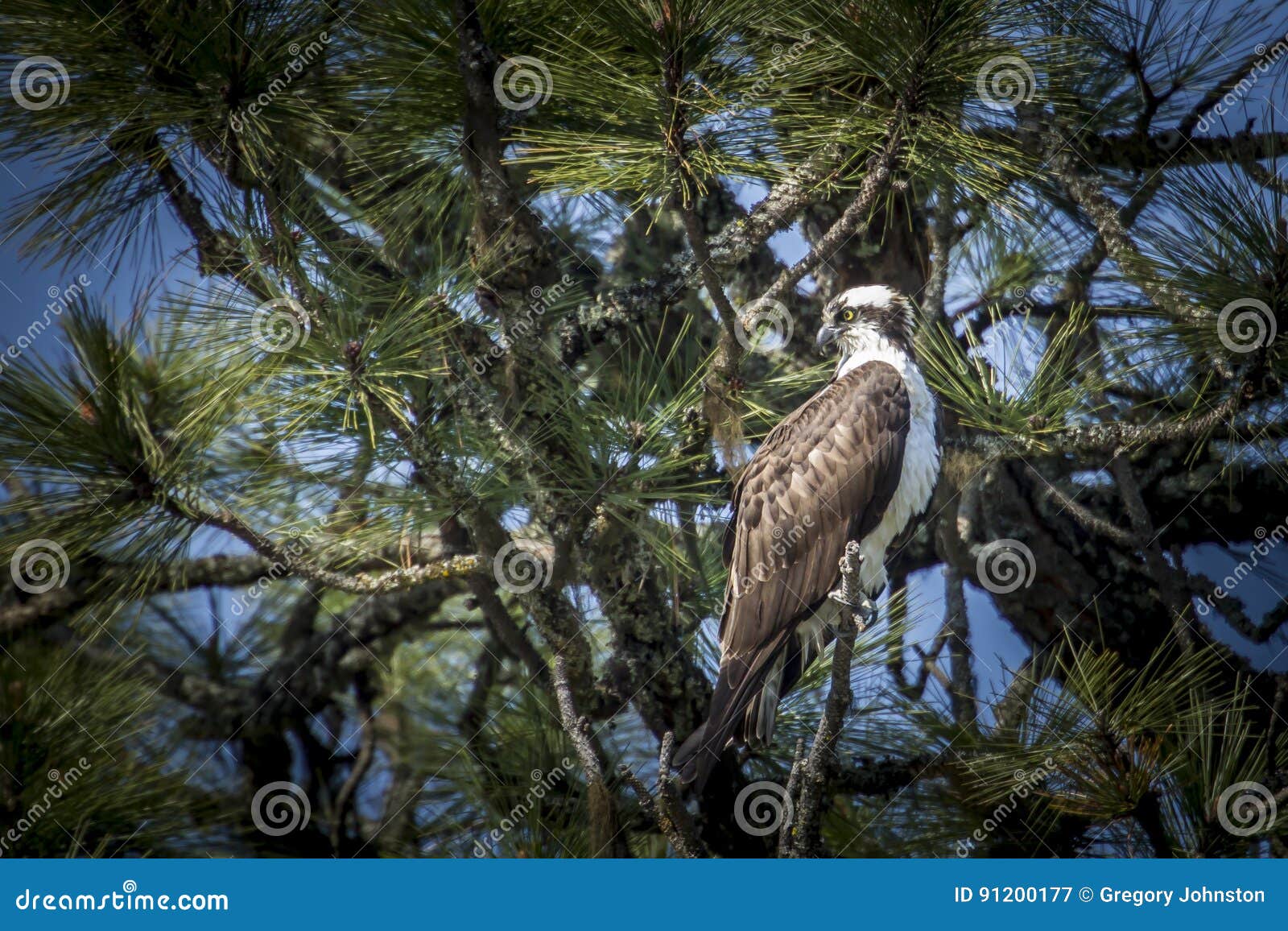 Perched Osprey in tree. stock image. Image of fernan - 91200177