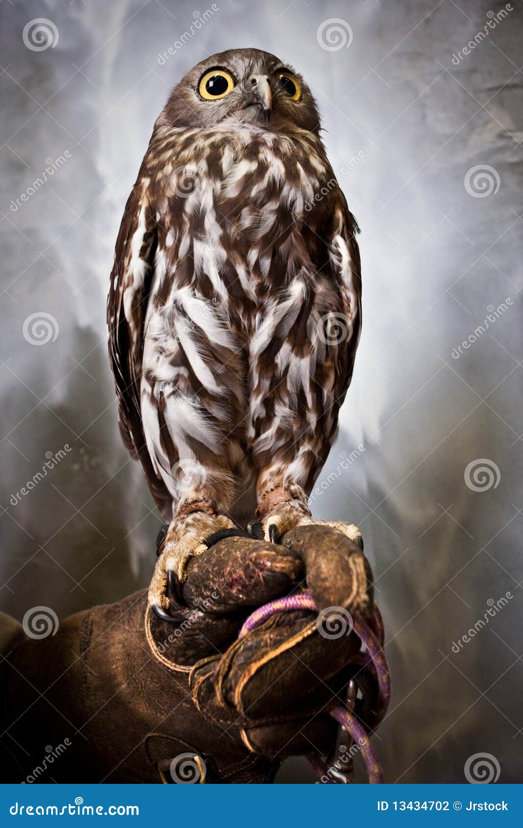 Perched Owl stock photo. Image of intelligence, beak - 13434702