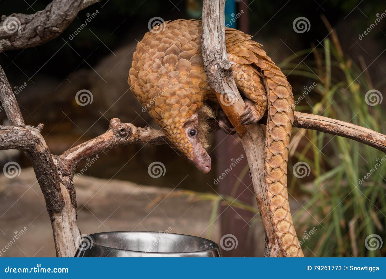Perched Pangolin editorial stock photo. Image of conservation - 79261773