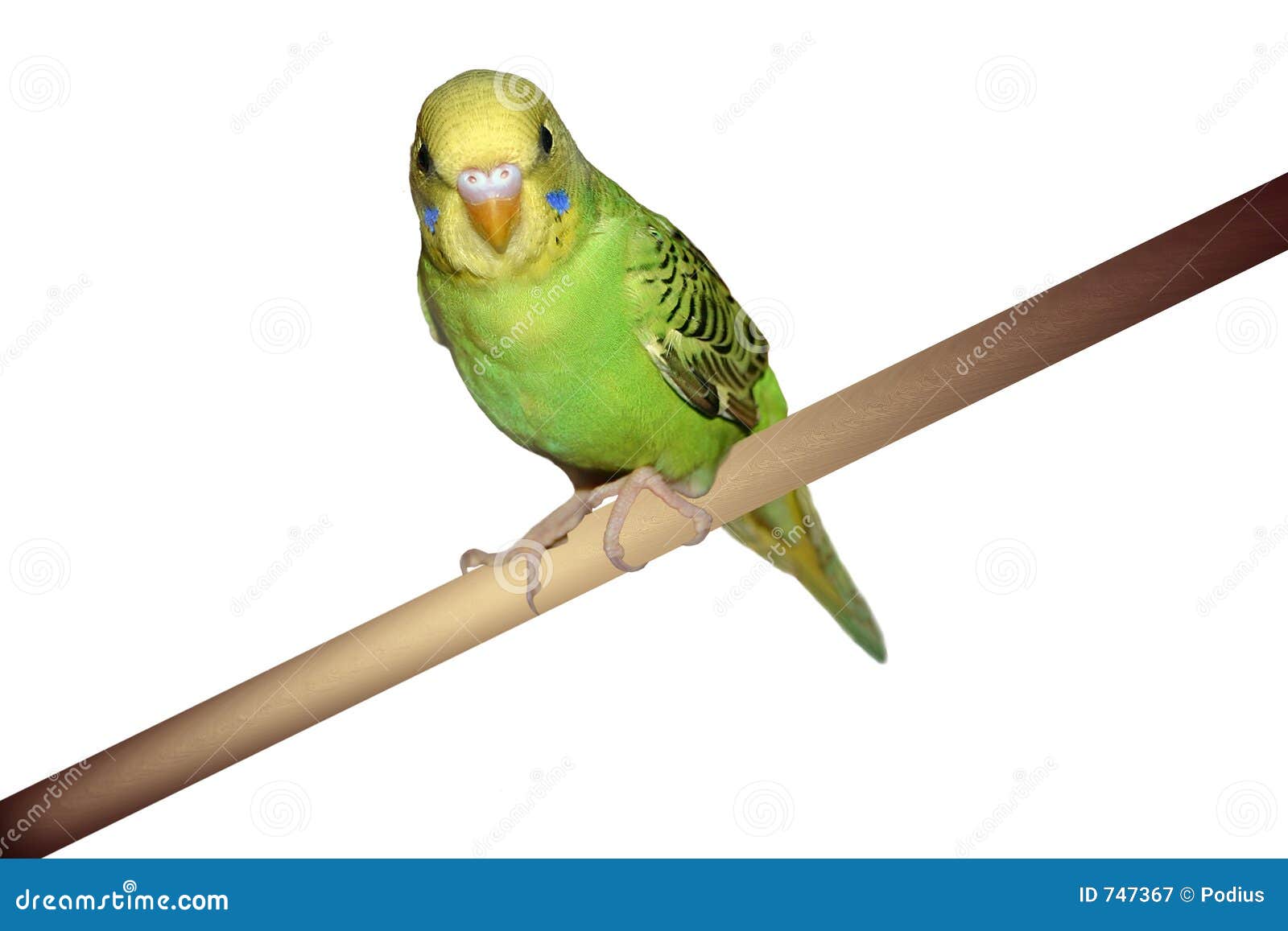 Perched Parakeet stock image. Image of shop, perched, store - 747367