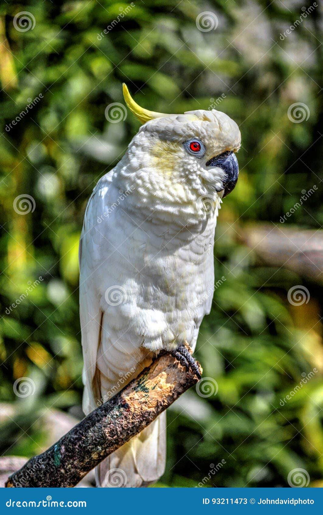 Perched Parrot stock image. Image of perched, outdoors - 93211473